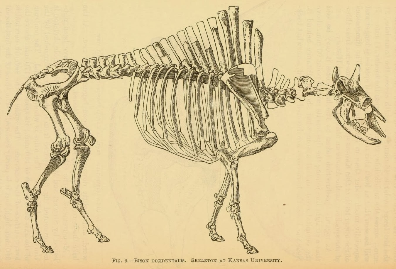 Equatorial Minnesota: And the state fossil of Minnesota is...