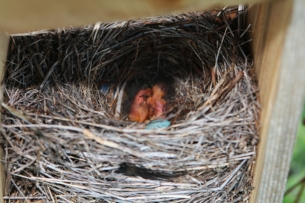 Checking the Nest Boxes - Mother Nature's Son