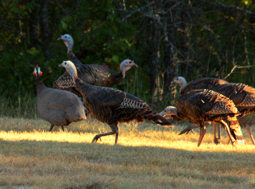 Sheila's World of Wildlife: Does This Guinea Think he is a Turkey?