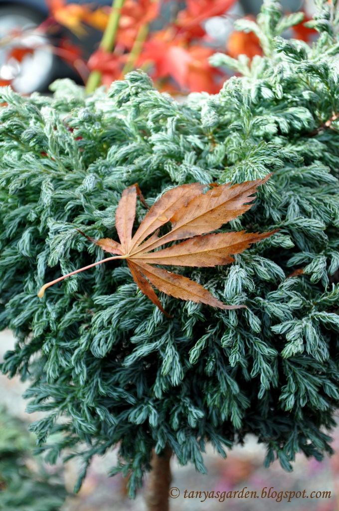 MySecretGarden: Japanese Maples. Picture Gallery