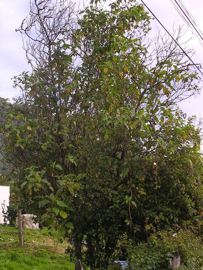 Palmas, arbustos y arboles nativos campus UN: Arboloco - Smallanthus ...