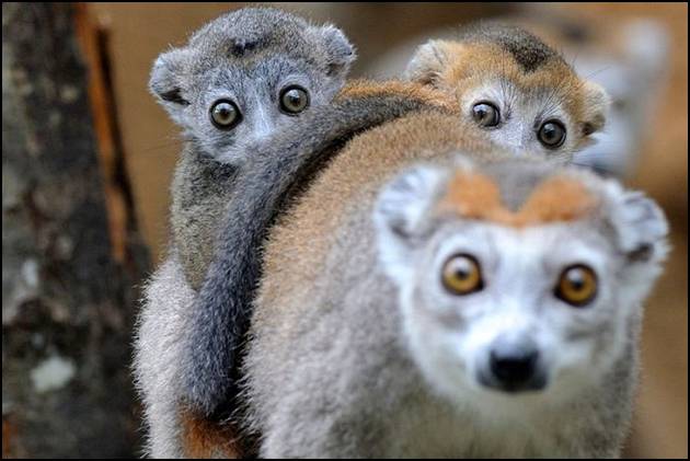 General English for all: Animals (A-Z) with Pictures