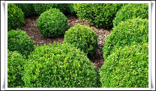 Boj (Buxus Sempervirens) - Plantas Medicinales - Las Revelaciones del Tarot