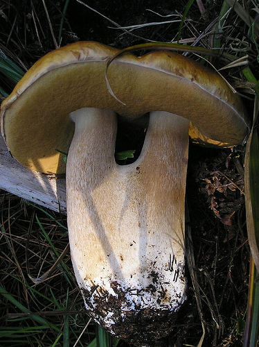 Behind the French Menu: The Cèpe - The French Porcini Mushroom. The ...