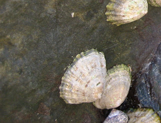 COSTA CANTÁBRICA: Lapas (Patella vulgata, Patella ulyssiponensis)