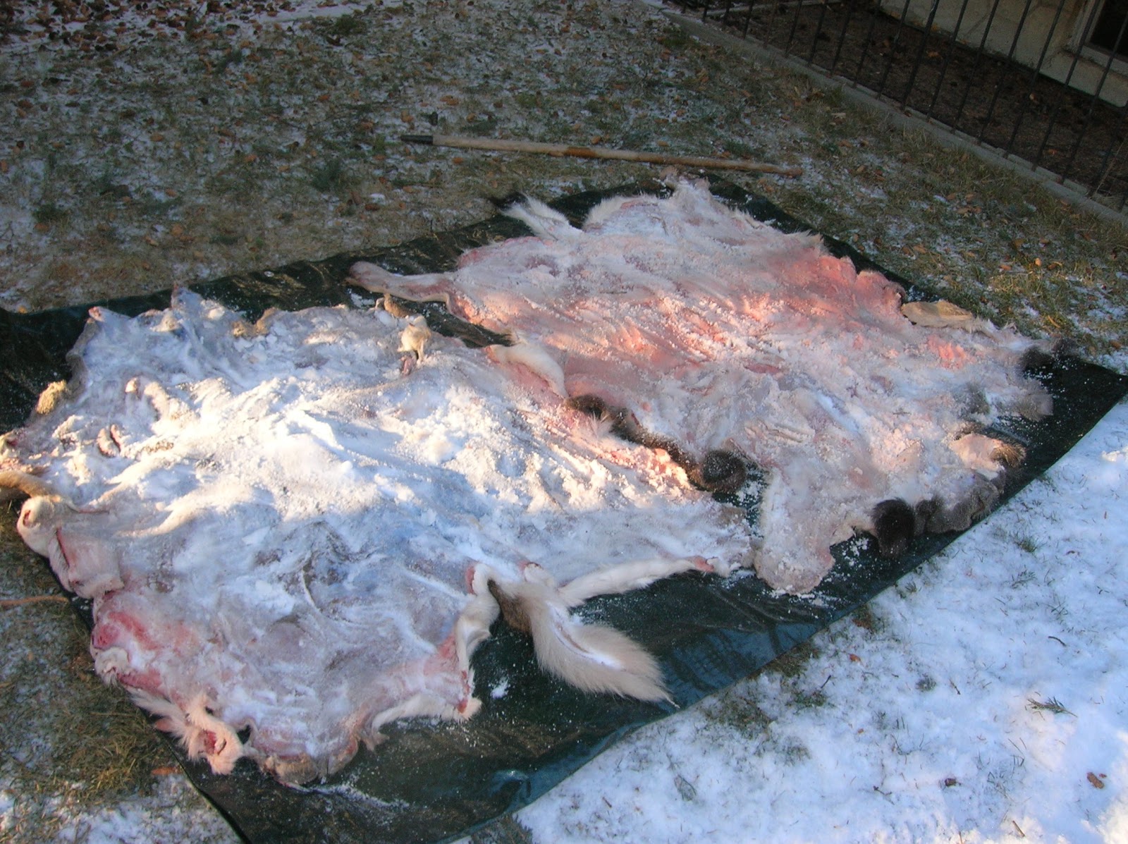 Musings of Musang: Curing deer hides for storage