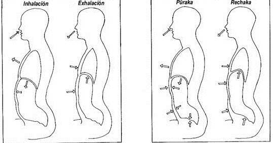 VivekaOm Yoga : PÛRAKA - KUMBHAKA - RECHAKA