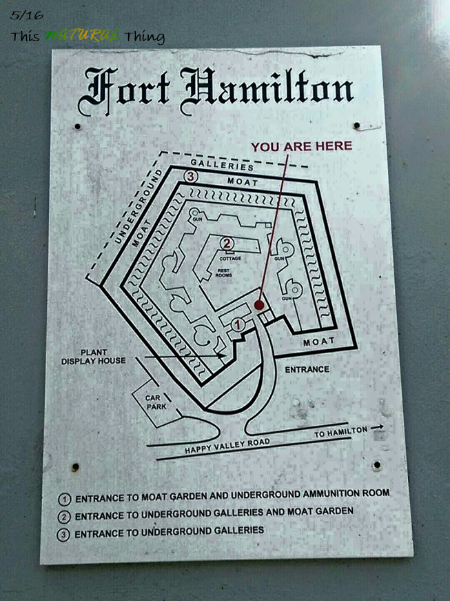This NATURAL Thing: Fort Hamilton | Top of the City