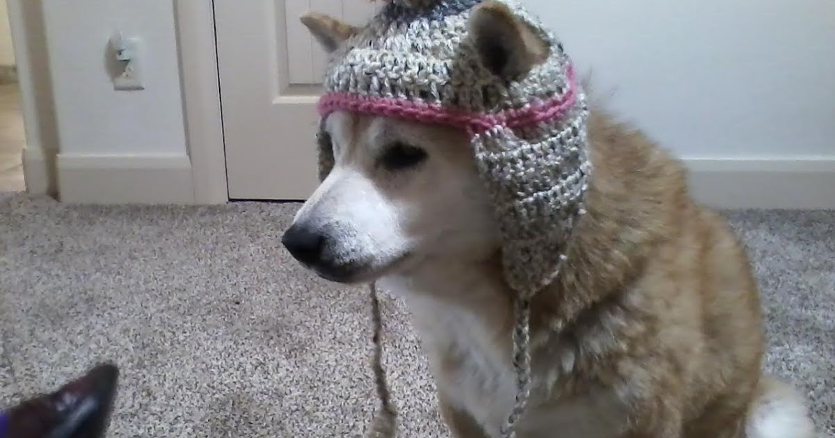 pooch and pooch|dog pictures|pet care