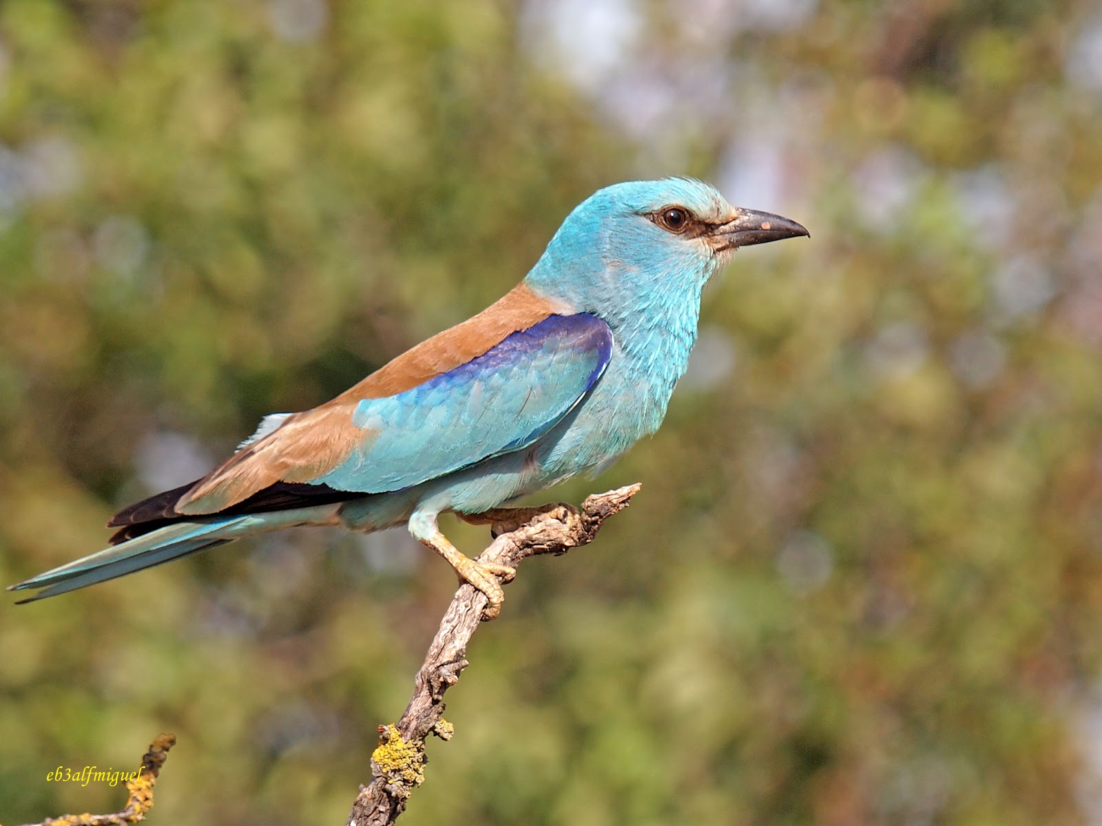 MIS AMIGAS LAS AVES: Carraca europea (Coracias garrulus)