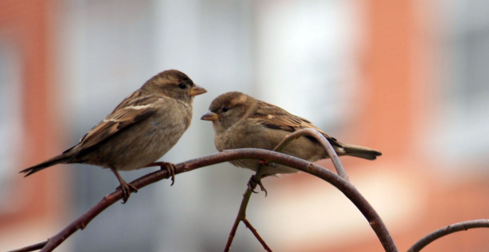 UN LUGAR PARA LAS AVES: GORRIONES