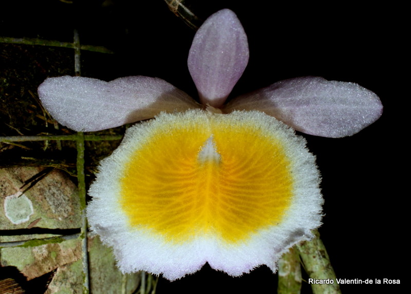 Ricardo's Blog, : Dendrobium polyanthum aka Dendrobium primulinum var ...