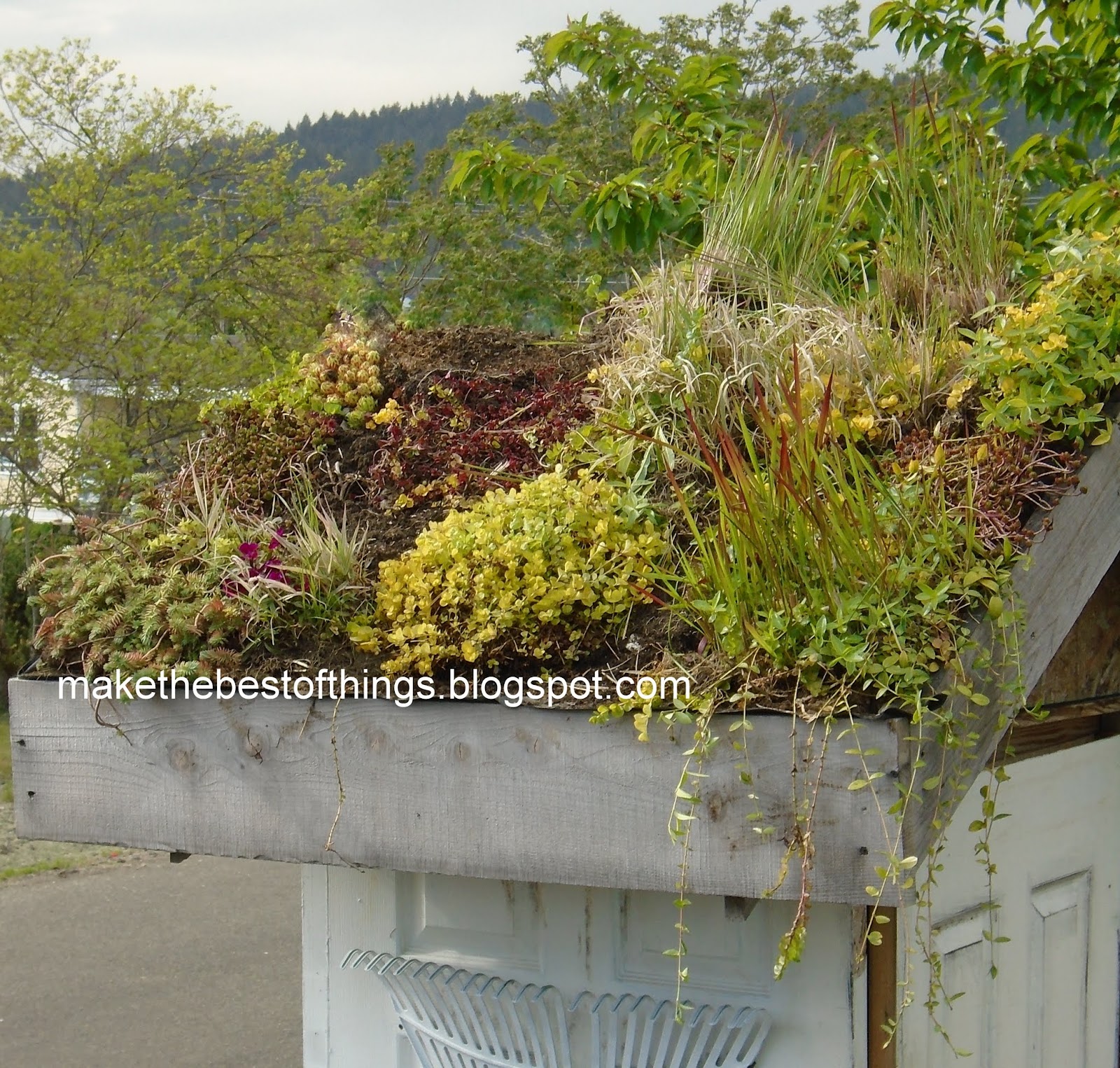 Make The Best of Things: A Living Plant Roof On Our Shed