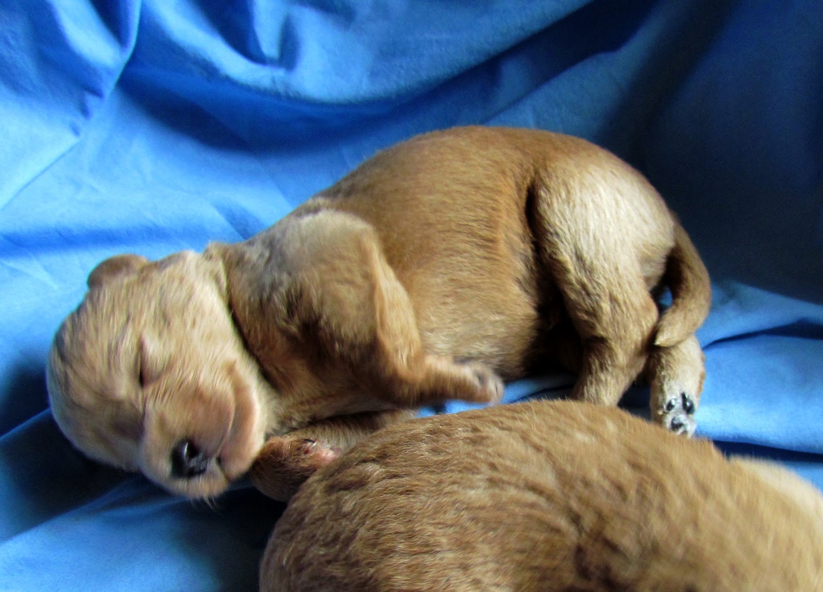 Growing Puppies - Virginia Schnoodle Breeder --Hypoallergenic Dogs: The ...