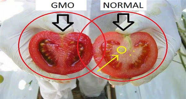 We are Eating a Poison! Here’s How to Identify GMO Tomatoes in 2 Easy ...