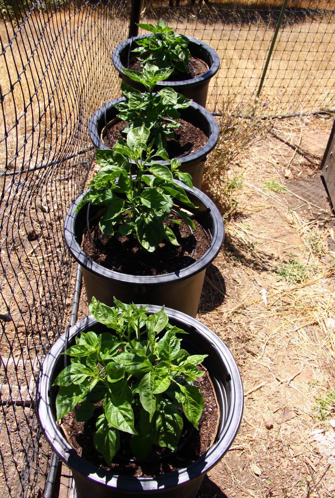 From Seed To Table: Aji Amarillo Jam