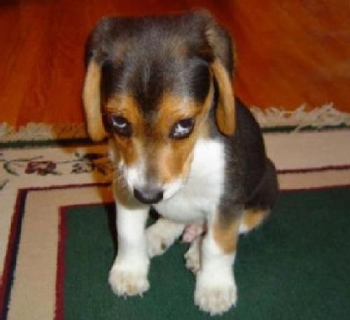 Escenas no cotidianas : DESDE LA REPÚBLICA DOMINICANA