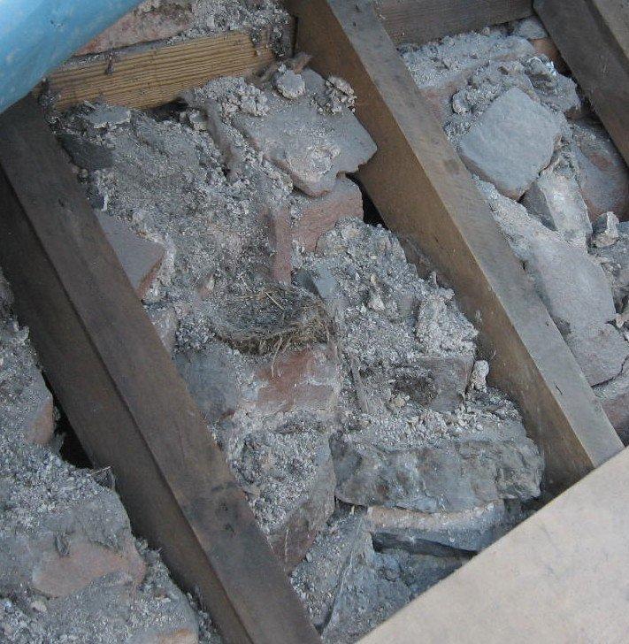 Action for Swifts: Swift's nest in a cramped roof space
