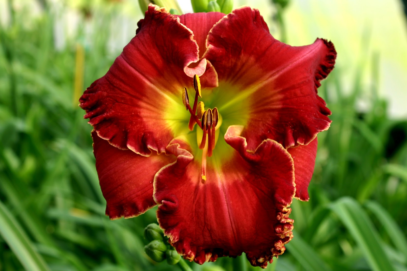 Lee's Daylily Potpourri: Blooms, April 23, 2012