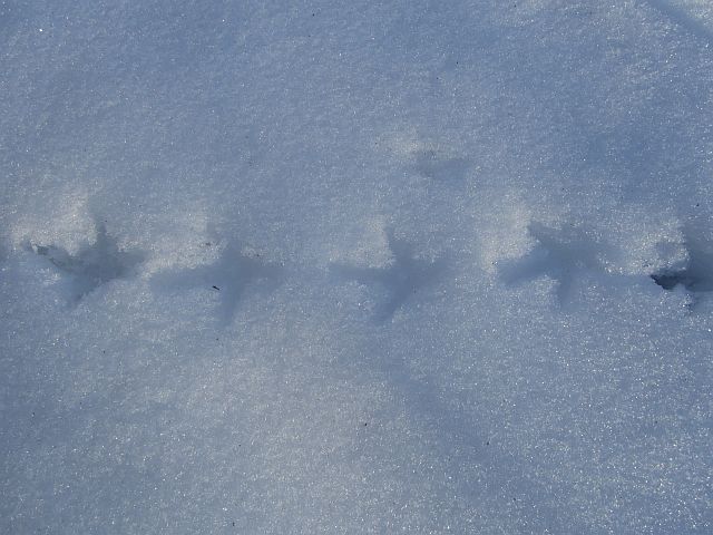 Ruffed grouse tracks in the snow