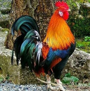 Scientific Name of Cock | Murga ka vaigyanik name | मुर्गा - GK JANKARI ...