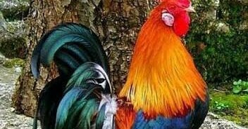 Scientific Name of Cock | Murga ka vaigyanik name | मुर्गा - GK JANKARI ...