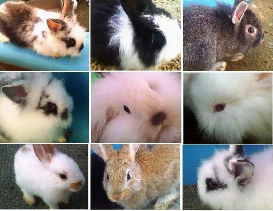 Mini Coelhos São Lucas: MINI COELHOS: CUIDADOS E ALIMENTAÇÃO