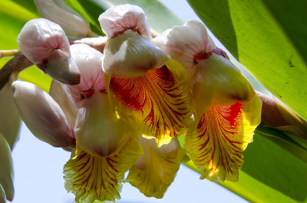 The Wayward Hawaiian: Shell Ginger