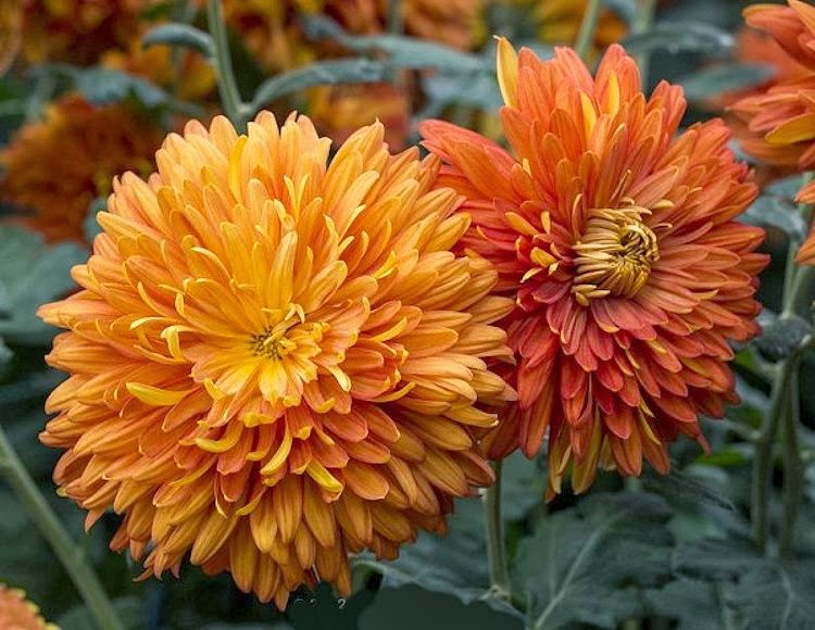 My Virtual Garden 2: Chicago Botanic Gardens