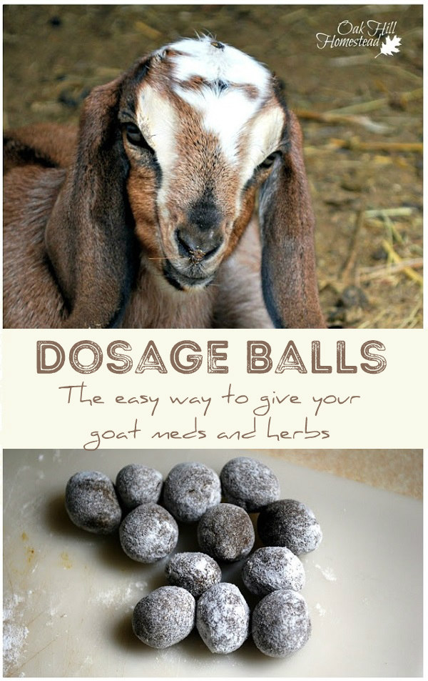 How to Make Dosage Balls for Goats - Oak Hill Homestead
