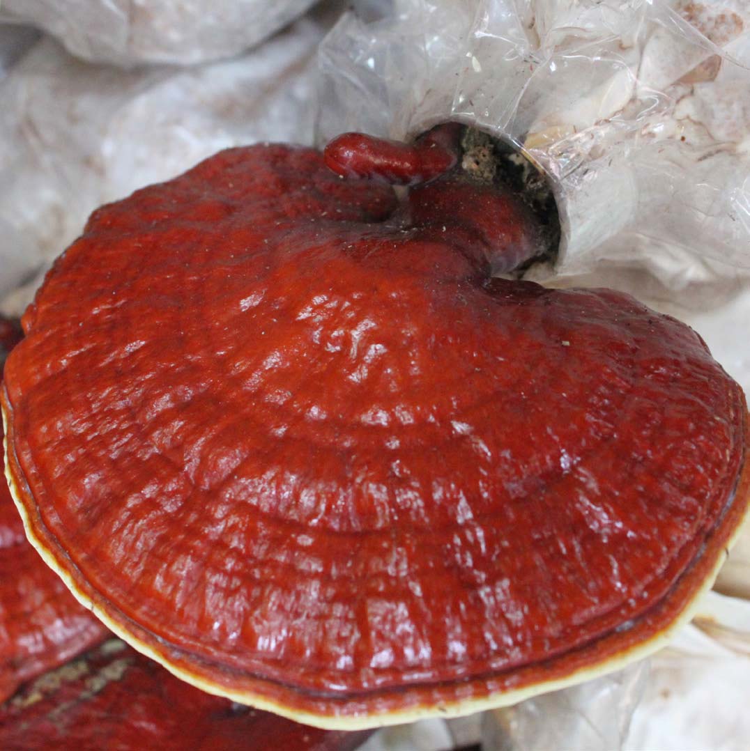 HISTORIA DEL HONGO GANODERMA - DXN CHILE