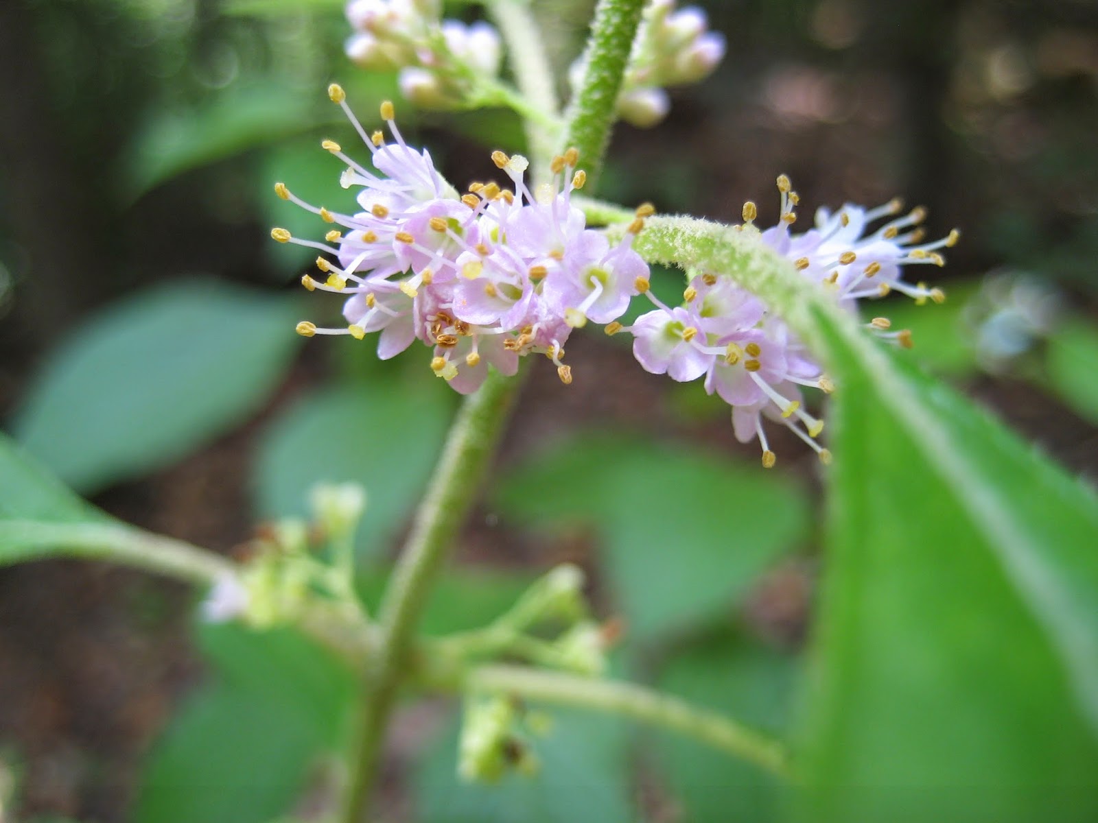 Discovering His Creation: American Beautyberry / French Mulberry ...