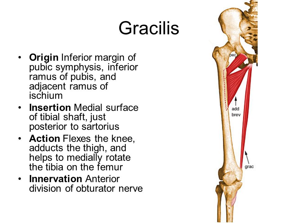 股薄肌(gracilis muscle) | 職能治療陪你居家復健