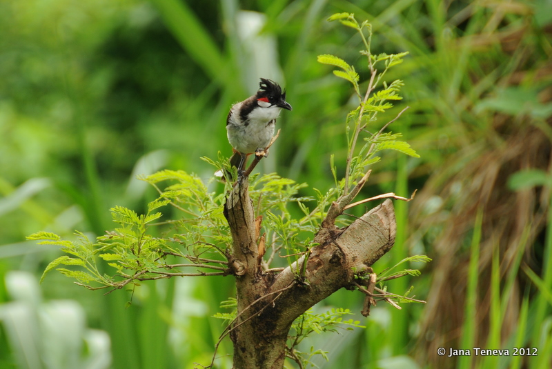 Jana around the world: The fauna of Reunion island: endormi, tangue and ...
