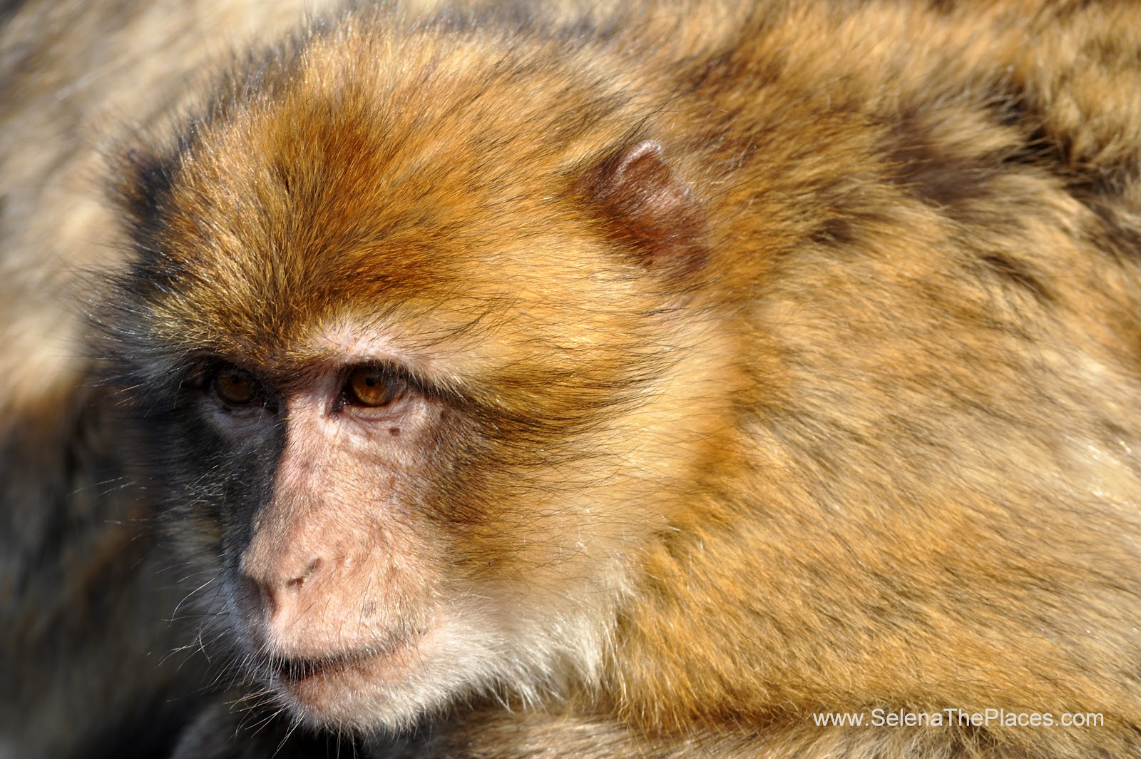 Oh, the places we will go!: The Macaque Monkeys of Gibraltar