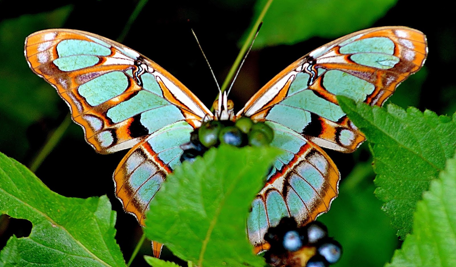 Borboletas e Mariposas: Siproeta stelenes meridionalis (Fruhstorfer, 1909)