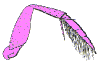 InSeCtOs: TIPOS DE PATAS Y SUS ADAPTACIONES