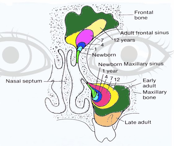 Pediatric Sinus Development and Sinusitis | Fauquier ENT Blog