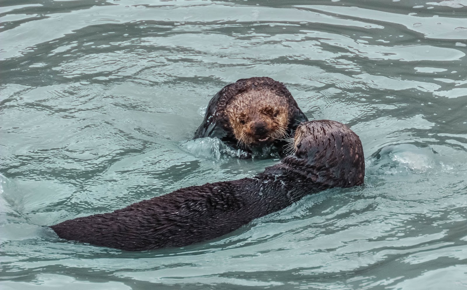 Cannundrums: Northern Sea Otter - Kenai Peninsula, Alaska
