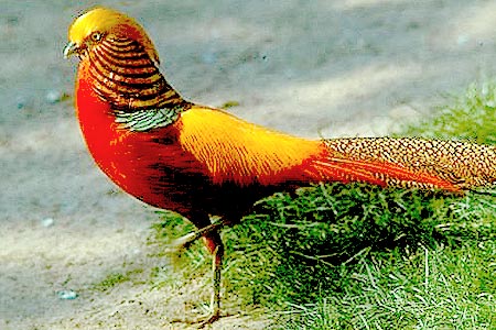 Aves Didoné: FAISÕES