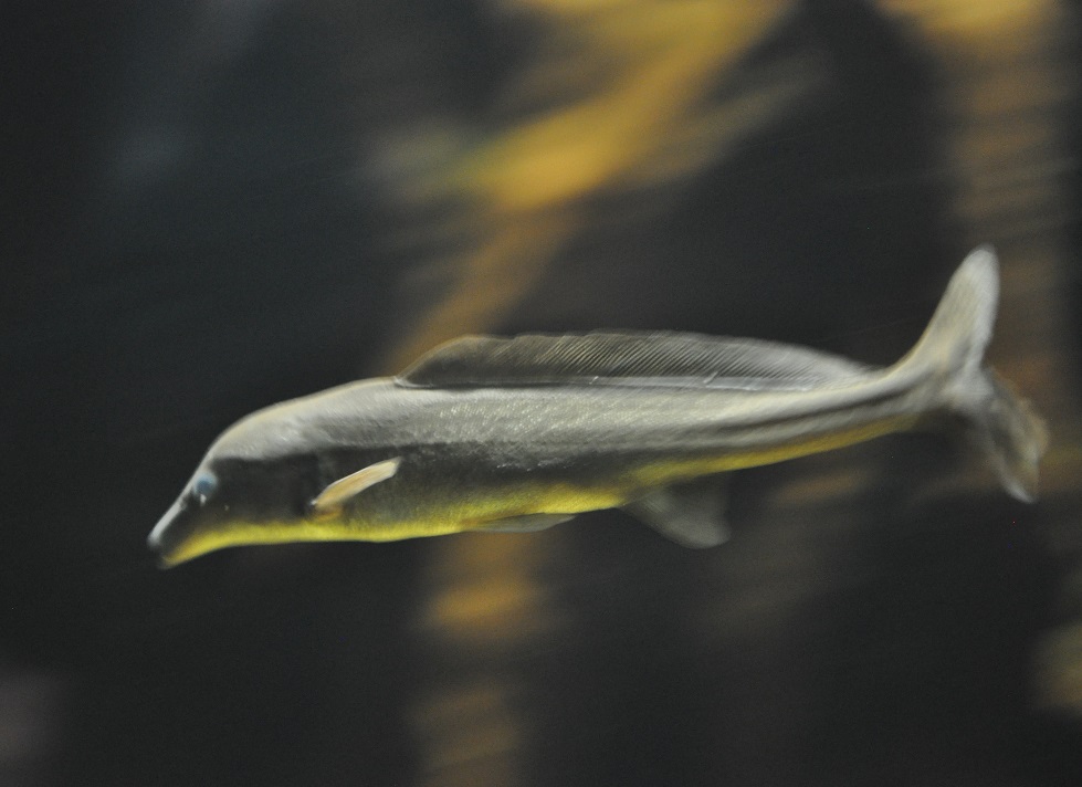 ZOOTOGRAFIANDO (6.100 ANIMALS): PEZ ELEFANTE ELÉCTRICO ULENGER ...