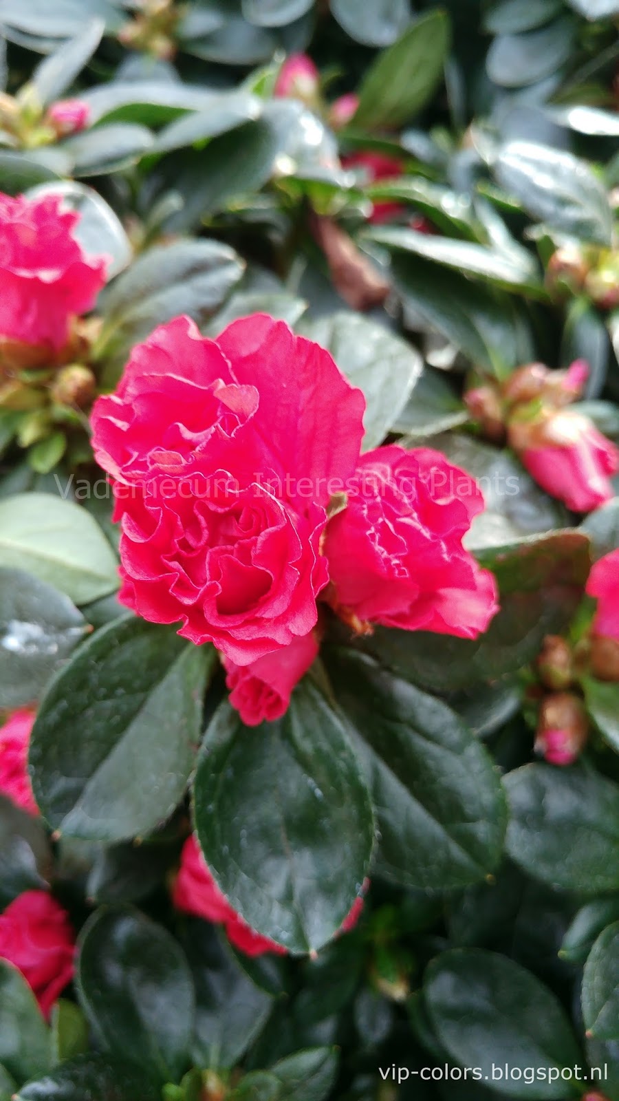 Vademecum Interesting Plants: Rhododendron indicum var simsi ...