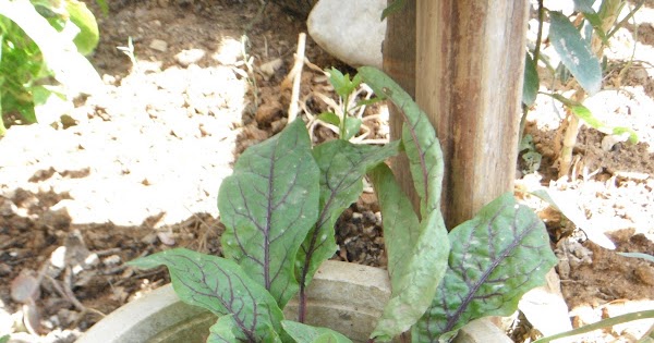 Faroleco: Erva-azeda