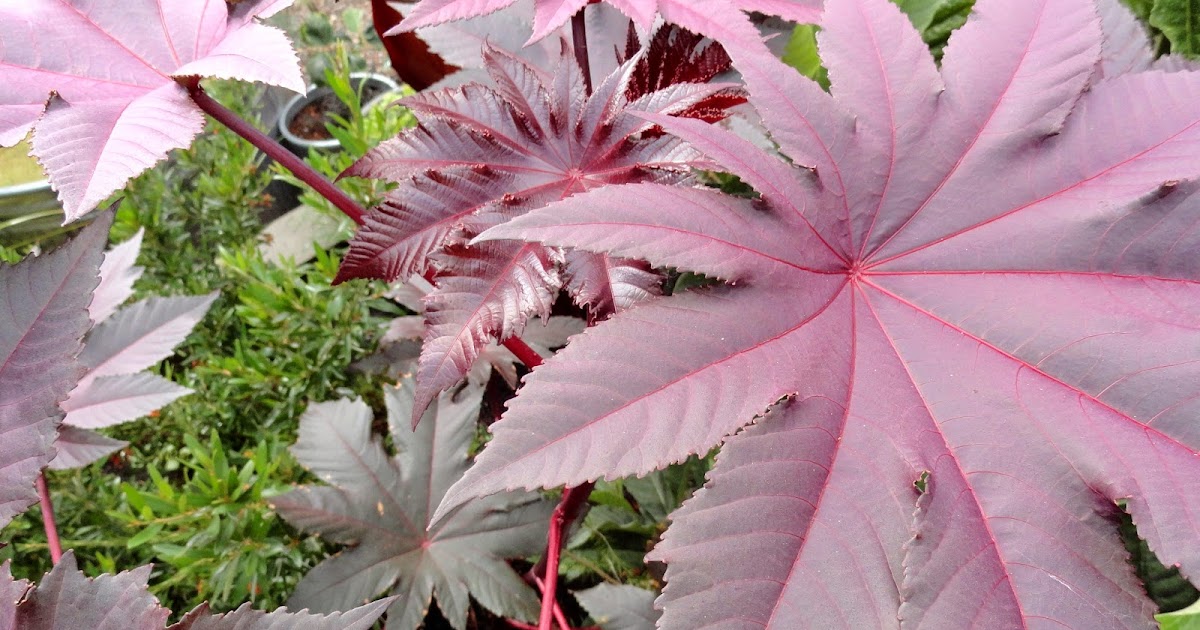 danger garden: Ricinus communis, it’s highly toxic and my favorite ...