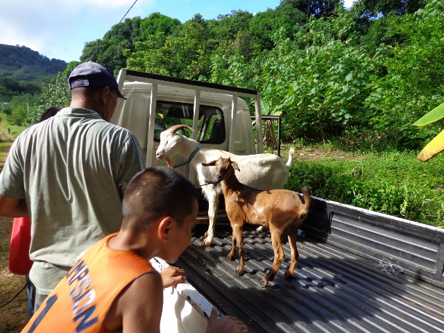 Livin' the Missionary Life - Micronesia Guam Mission: Buying goats