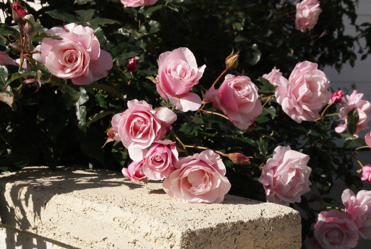 Organic Garden Dreams: December Roses