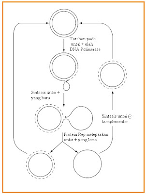 BIOLOGI GONZAGA: TRANSPLANTASI GEN-TEKNIK PLASMID