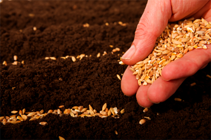 É tempo de Semear! - REVISTA REVIVER