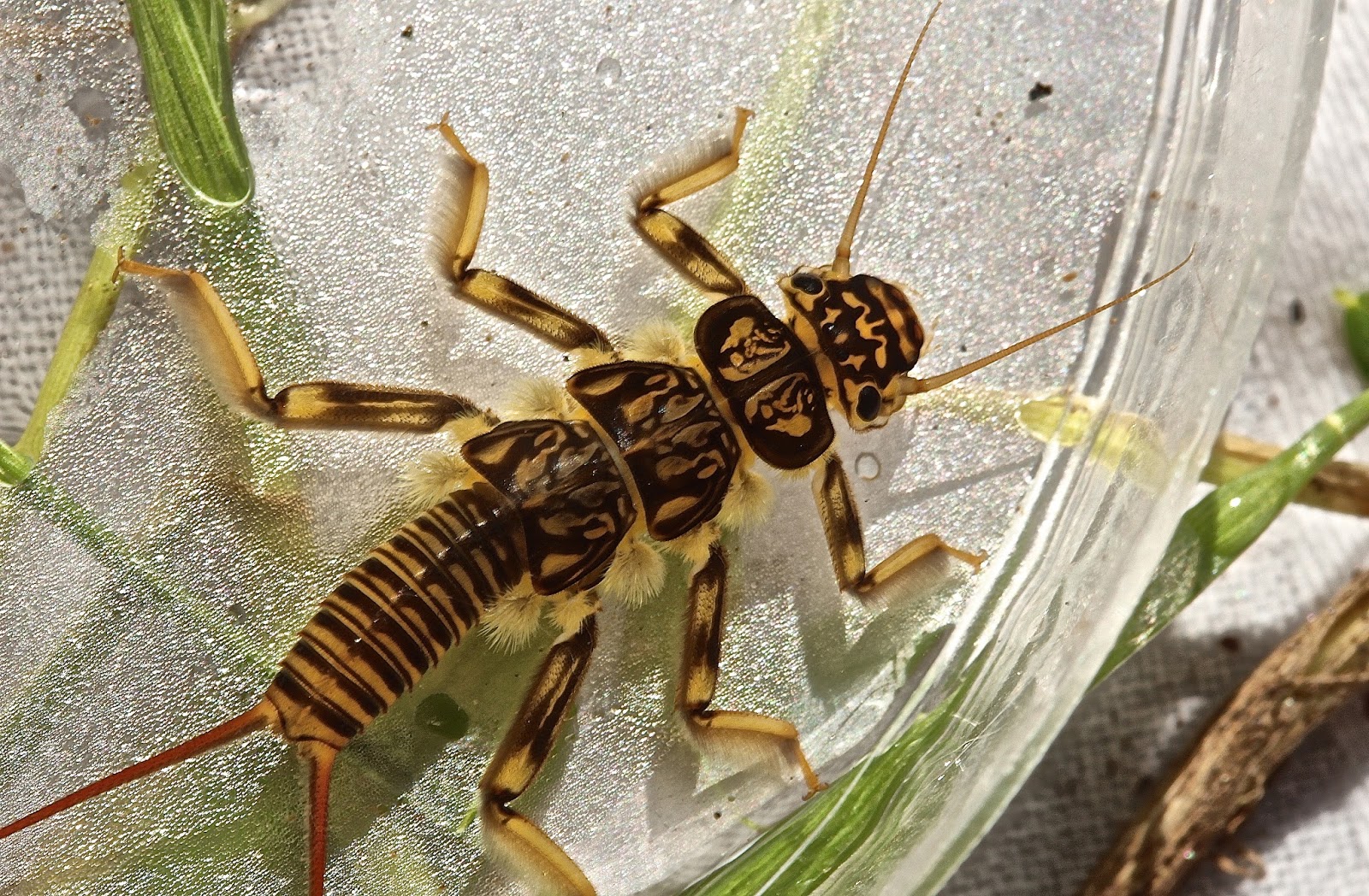 Aquatic Insects of Central Virginia: But a few nice photos -- up to the ...