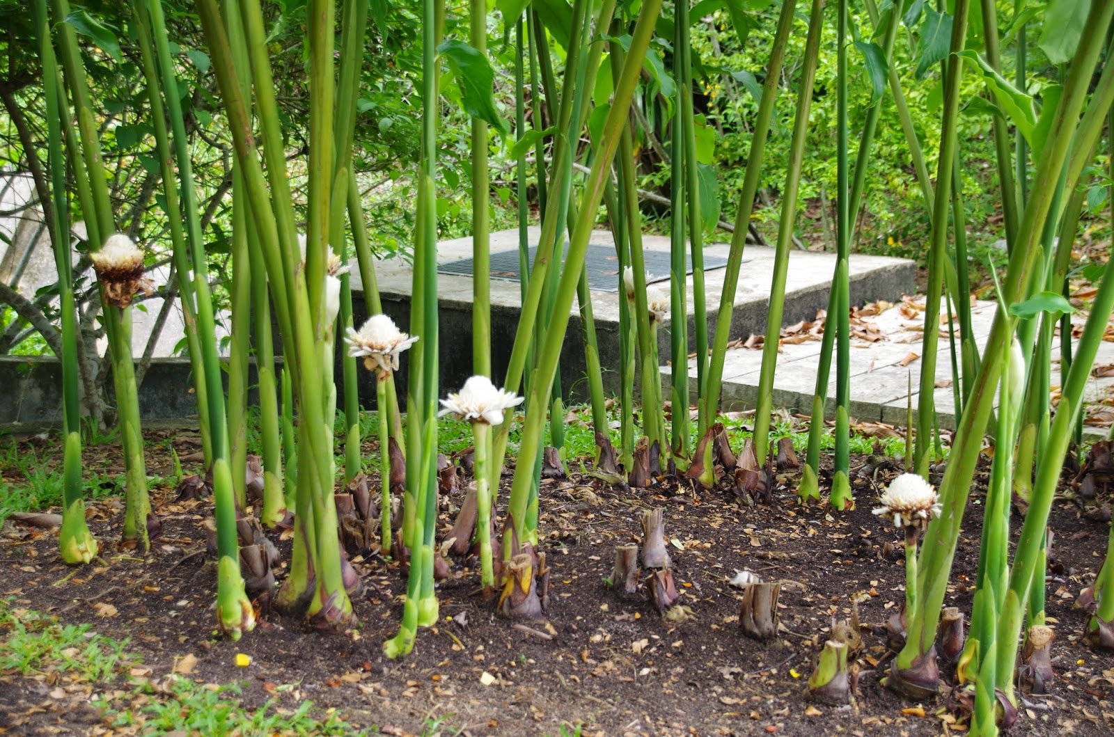 Trees and Plants: White Torch Ginger